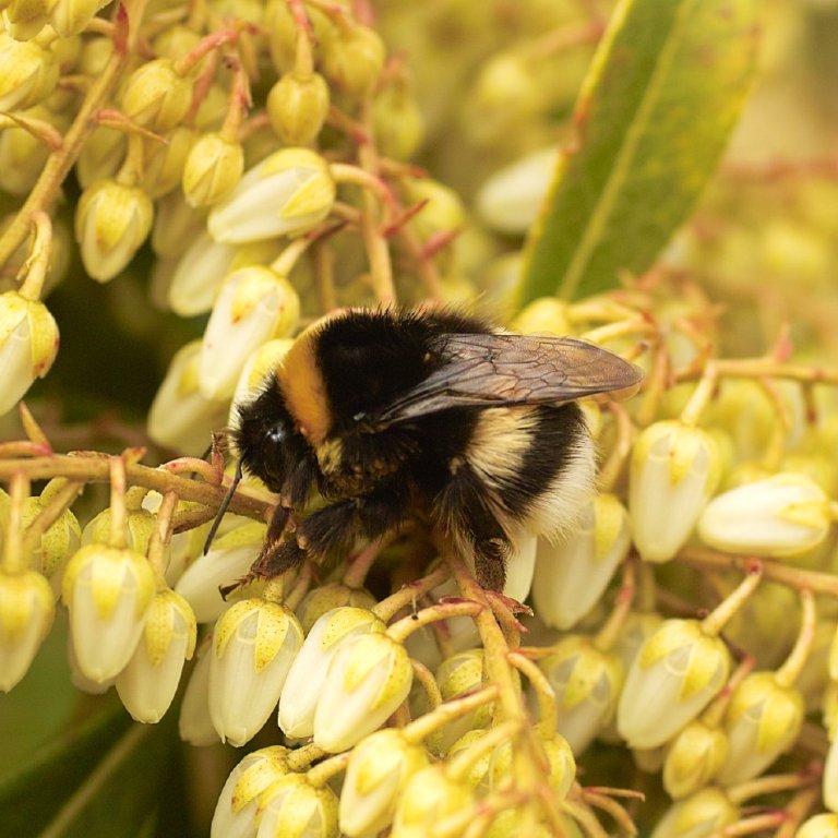 Favourite Insect Friendly Flowers and Plants – March ...