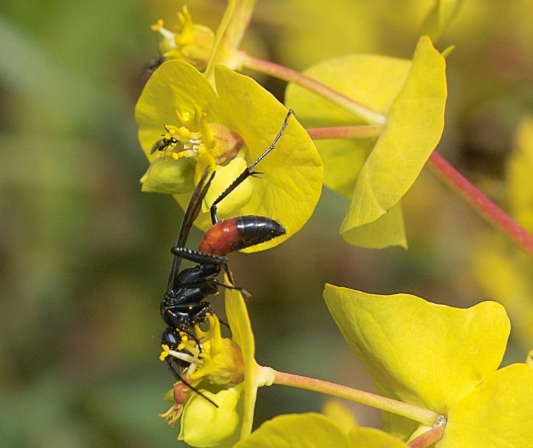 Favourite Insect Friendly Flowers and Plants – May ...