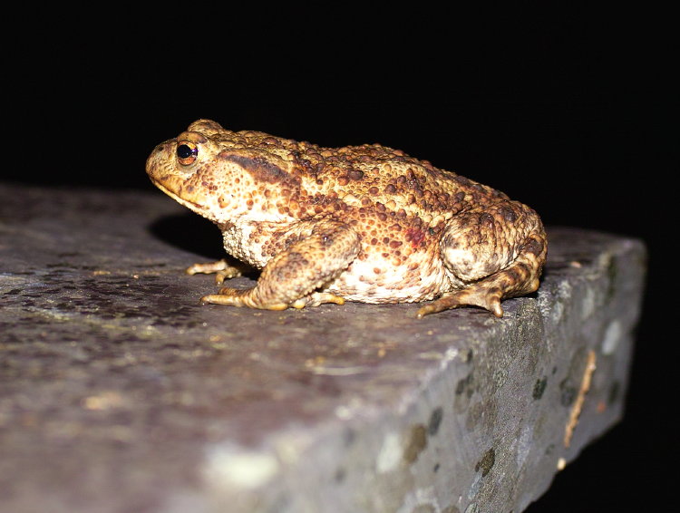 Blink and You’ll Miss it, Let Sleeping Hogs Lie and the Mystery of the ...