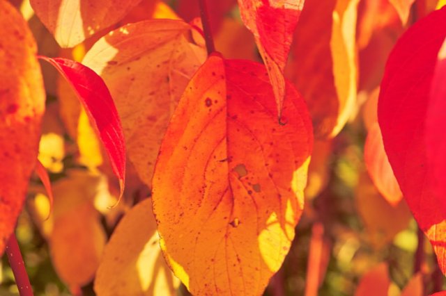 Autumn Leaf Colour Physiology; The Big Bulb Plant Ends, Nearly ...