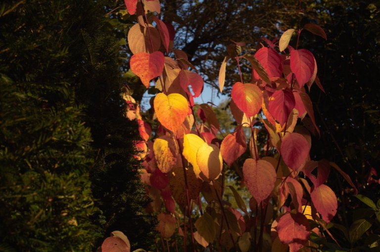 Autumn Leaf Colour Physiology; The Big Bulb Plant Ends, Nearly ...
