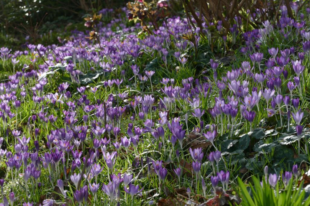 Garden Overview and History | thegardenimpressionists