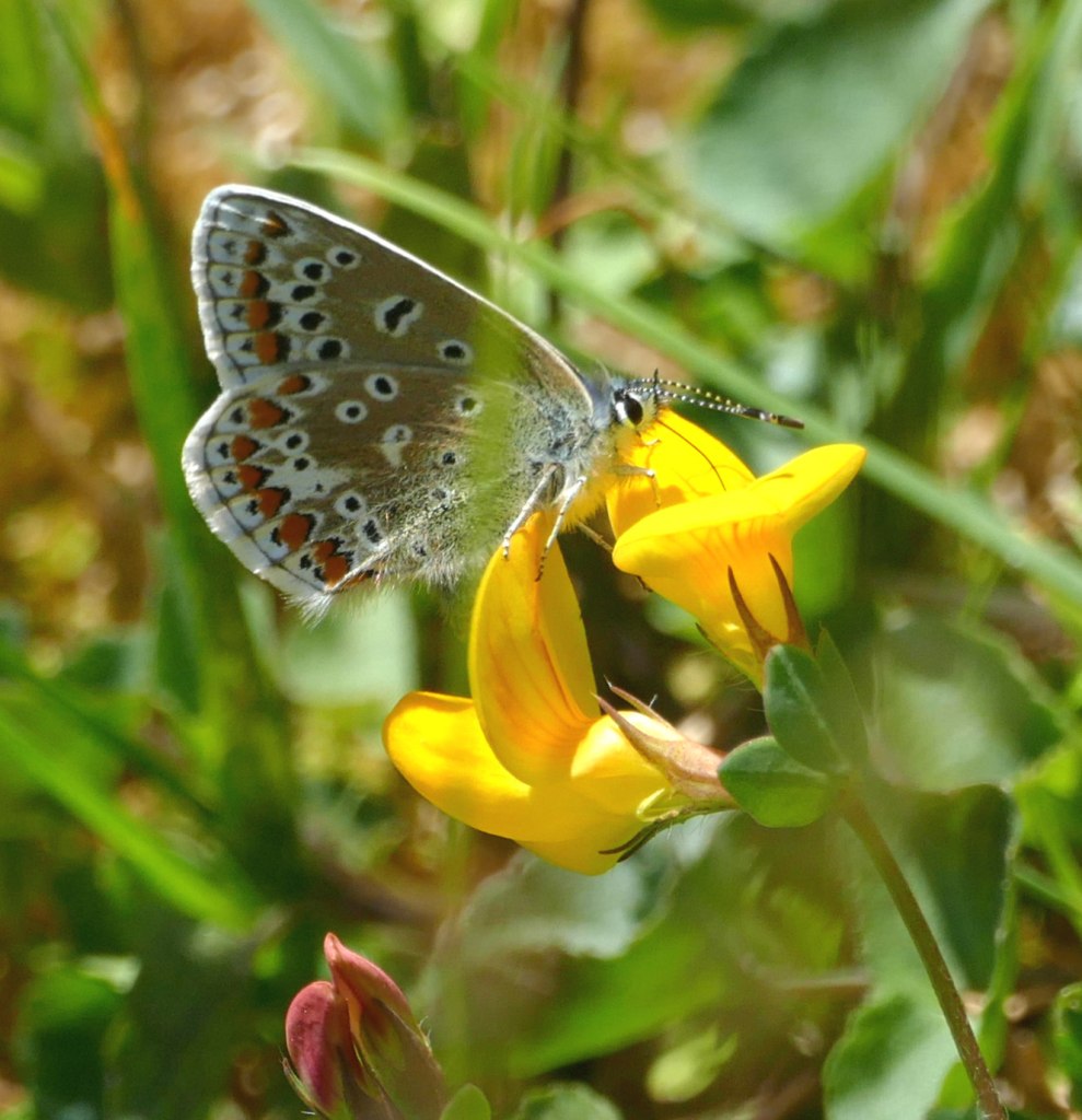 Favourite Insect Friendly Flowers and Plants – May ...