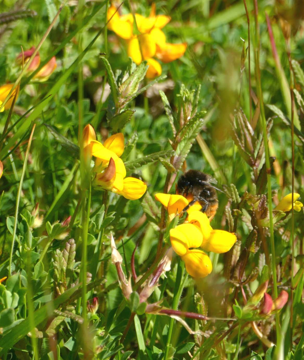 Favourite Insect Friendly Flowers and Plants – May ...