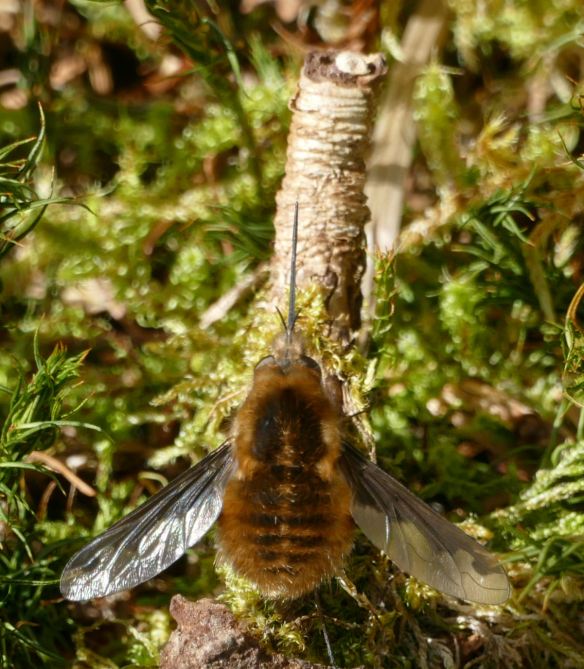Favourite Insect Friendly Flowers and Plants – April ...