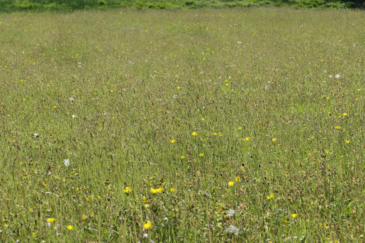 Meadow Plants and Flowers | thegardenimpressionists